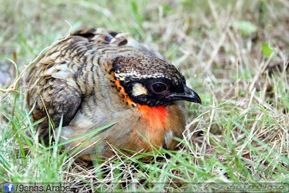 طائر الحجل,جميع أنواع وأصناف الحجل البري في العالم مع الصور