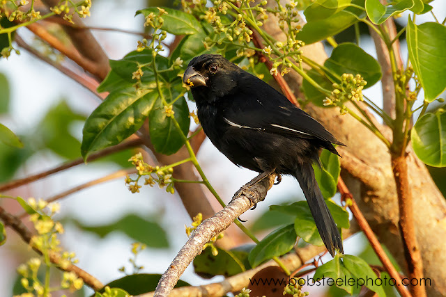 Binoculars in the Backcountry: Cuba Bird Survey
