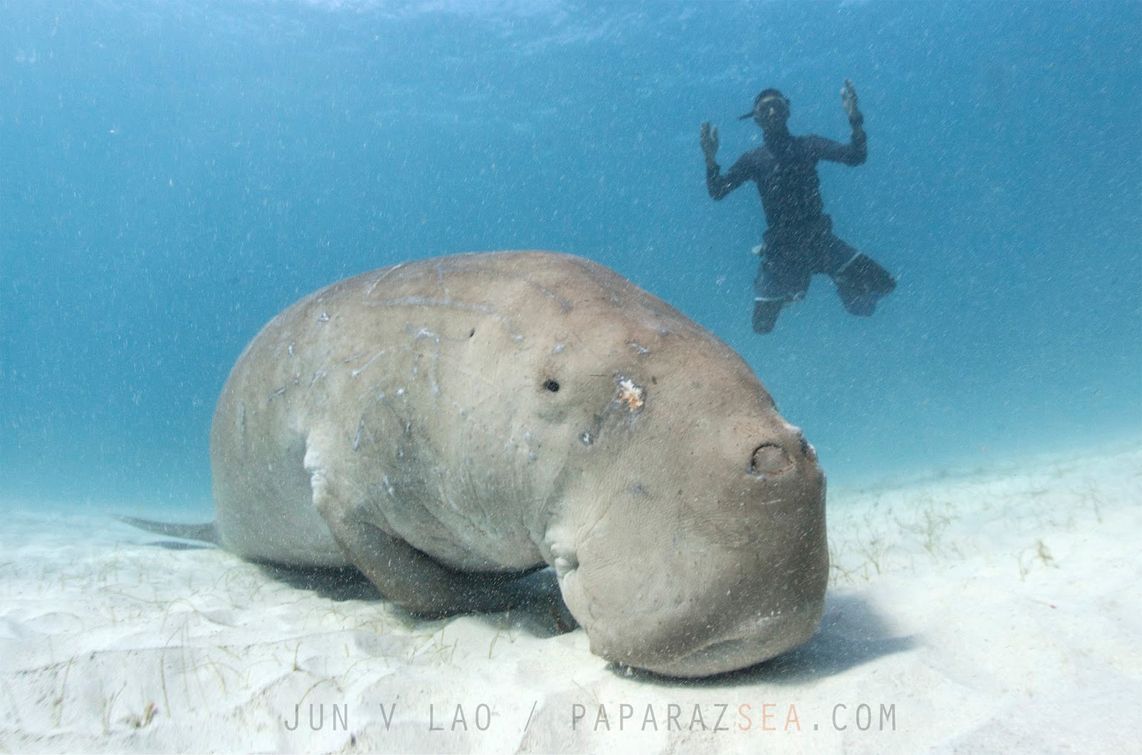 Dugongs in Busuanga Trip Report - PaparazSea