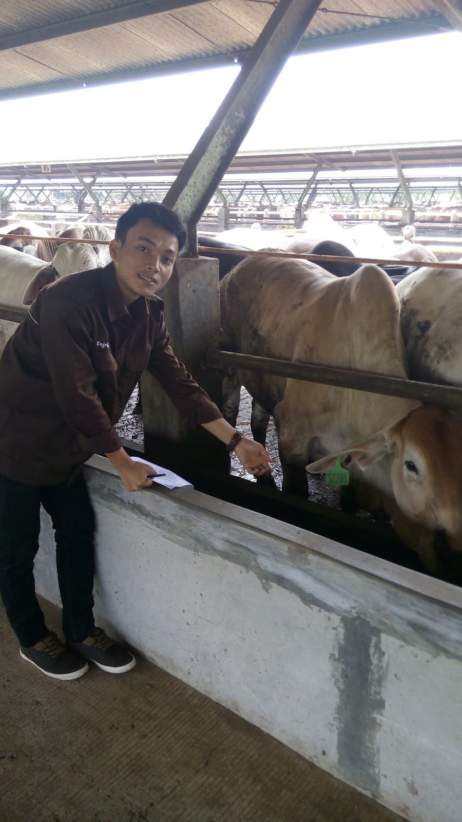 Pemeliharaan Ternak Ruminansia: penggolongan ternak ruminansia