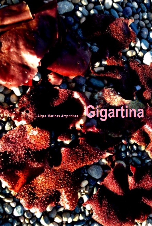 Algas Marinas Argentinas