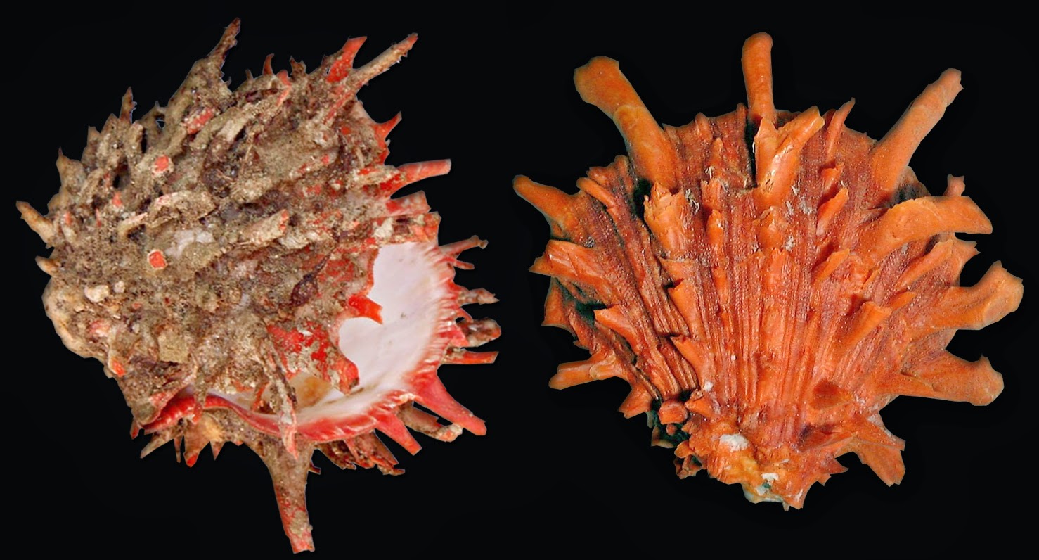 numisarchives: El "Mullu": oro rojo de los Incas.