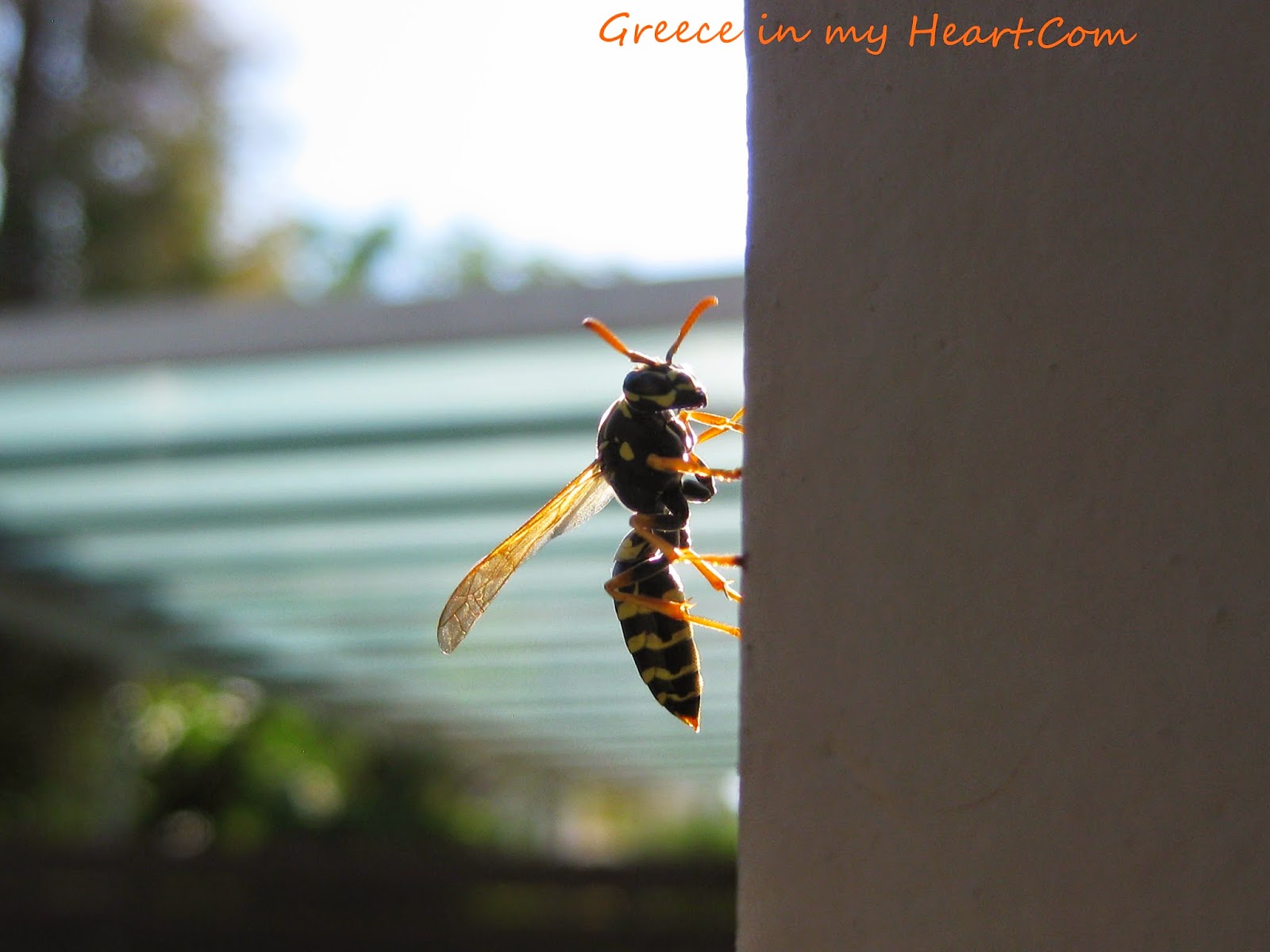 Greece in my Heart - photoblog: Aggressive wasps... (is it my idea or...?!)