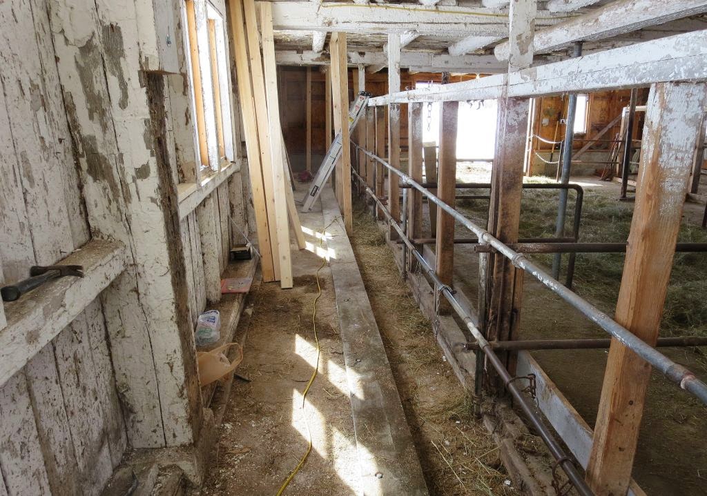 Windswept Adventure: Building A Cattle Squeeze Chute