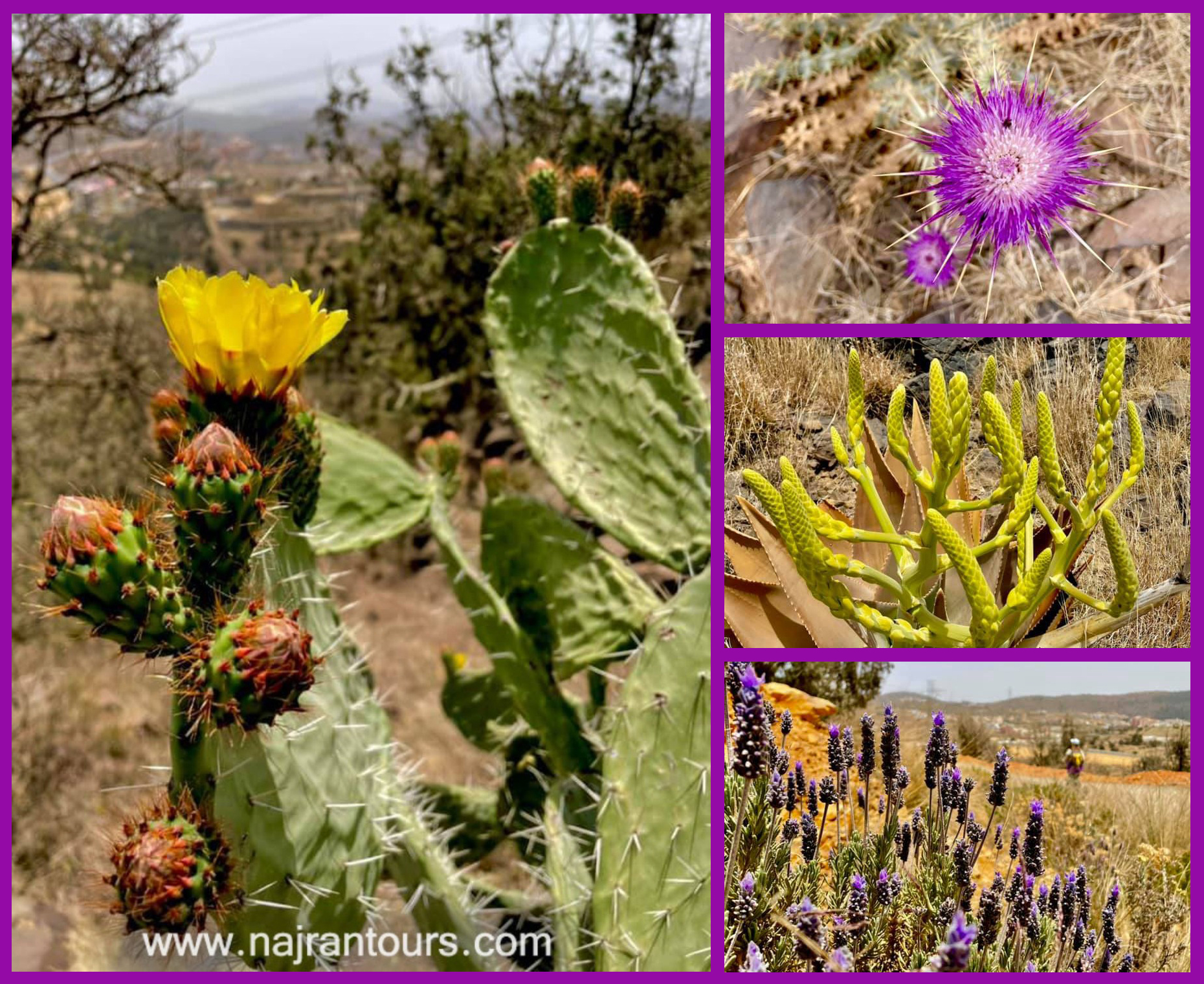 Jeddah Daily Photo: FLORA IN SAUDI ARABIA