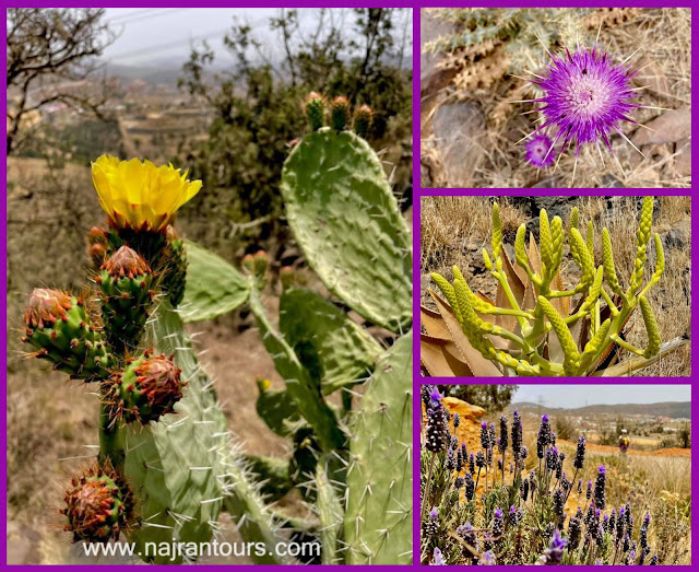Jeddah Daily Photo: FLORA IN SAUDI ARABIA