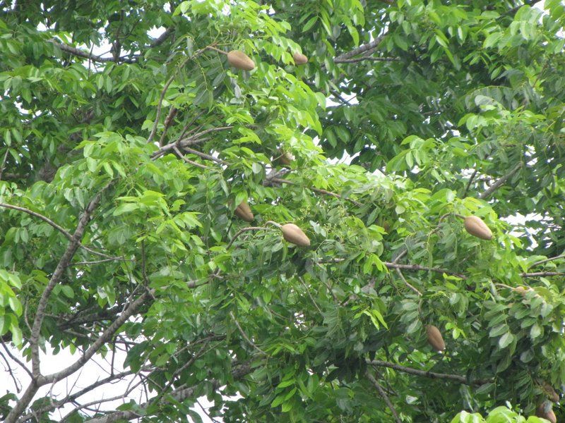 Llano Extremo: Caoba (Swietenia macrophylla) el árbol emblemático del ...