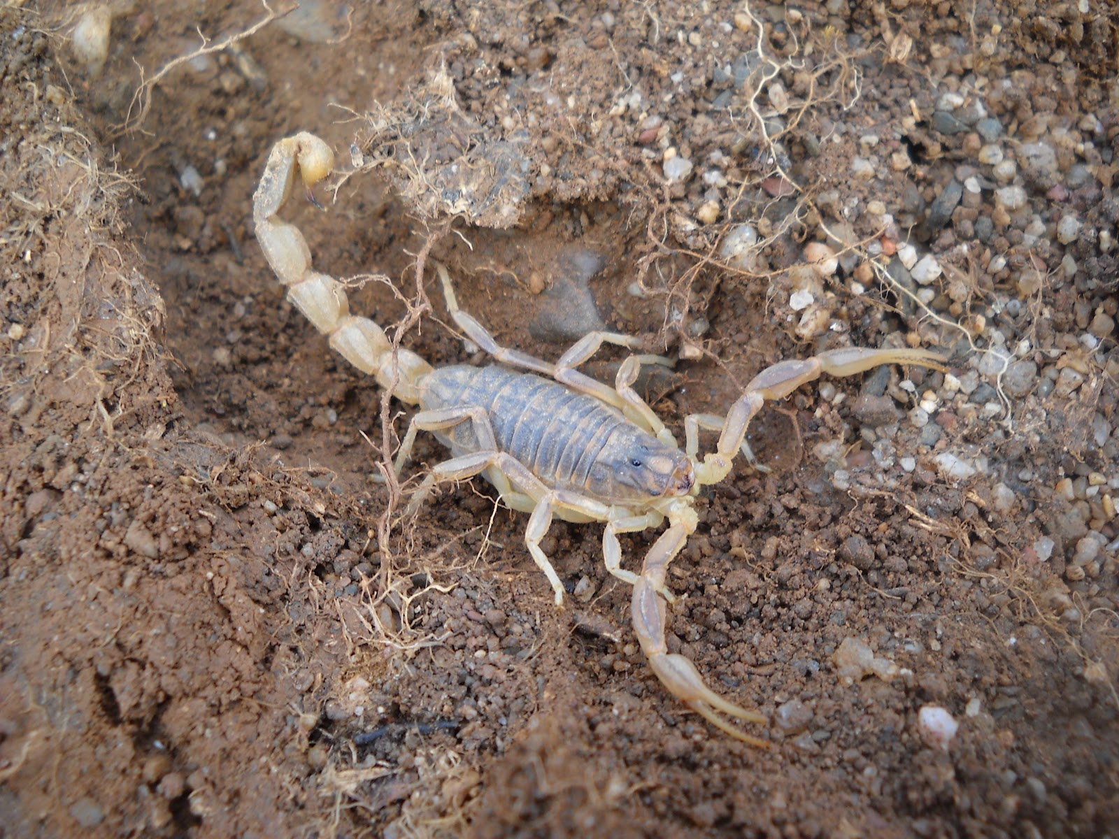 Bioextremadura: Alacrán común