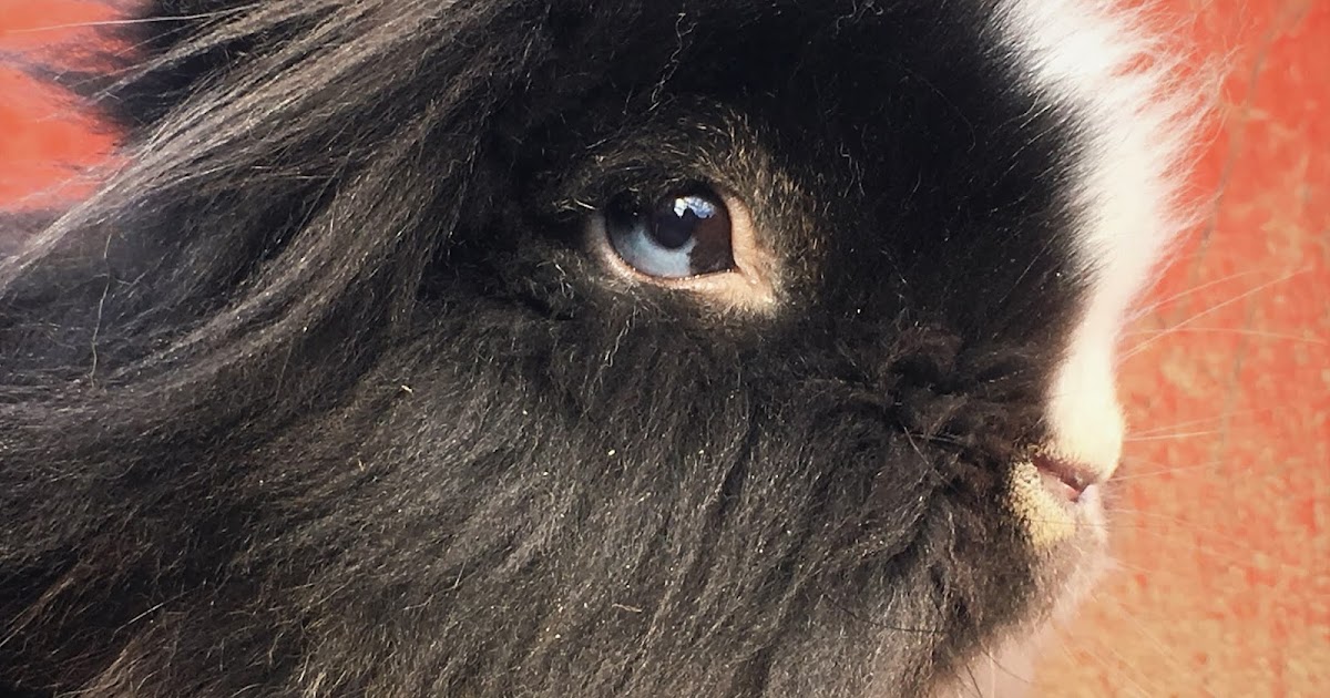 Heterochromia Types And Causes heterochromia-types-and-causes