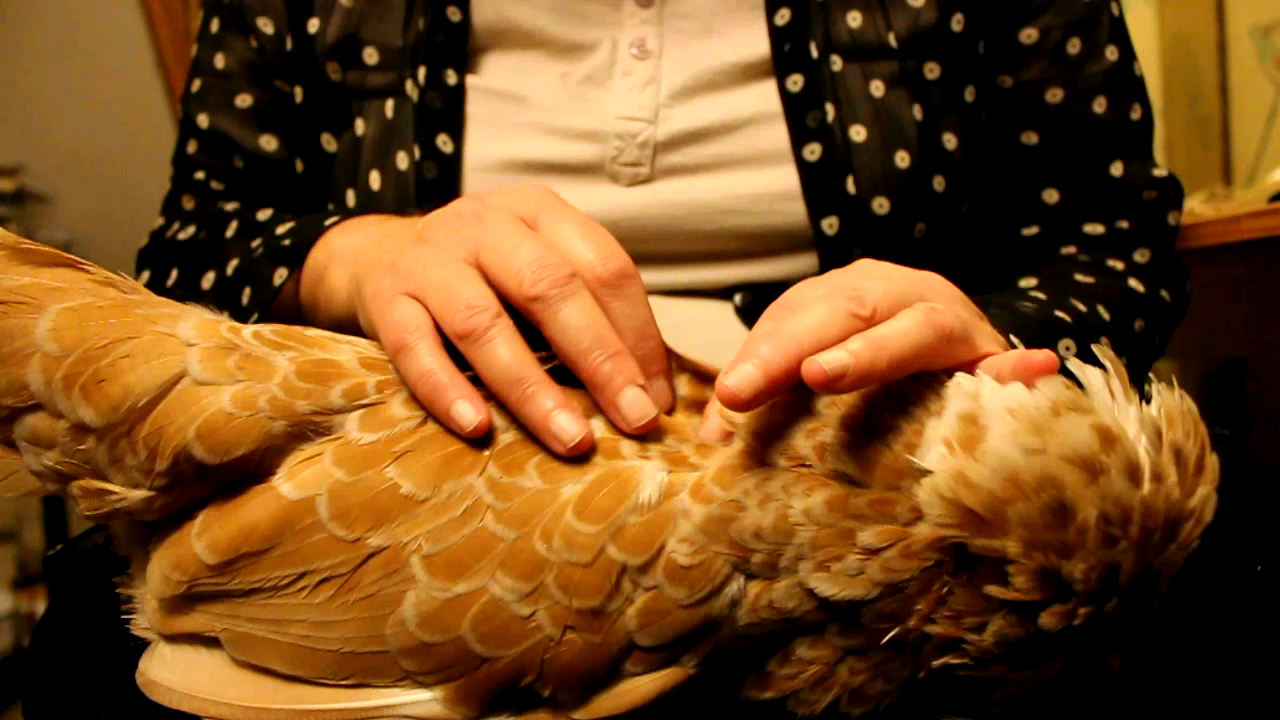 Lice Menacanthus stramineus - Treatment with essential oils ...