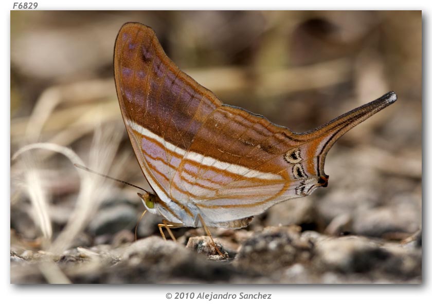 Argentina nativa: Mariposa chirona (Marpesia chiron) Argentina nativa: Mariposa chirona (Marpesia chiron)