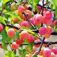Just Plummy: How to Make Sand Plum Jelly