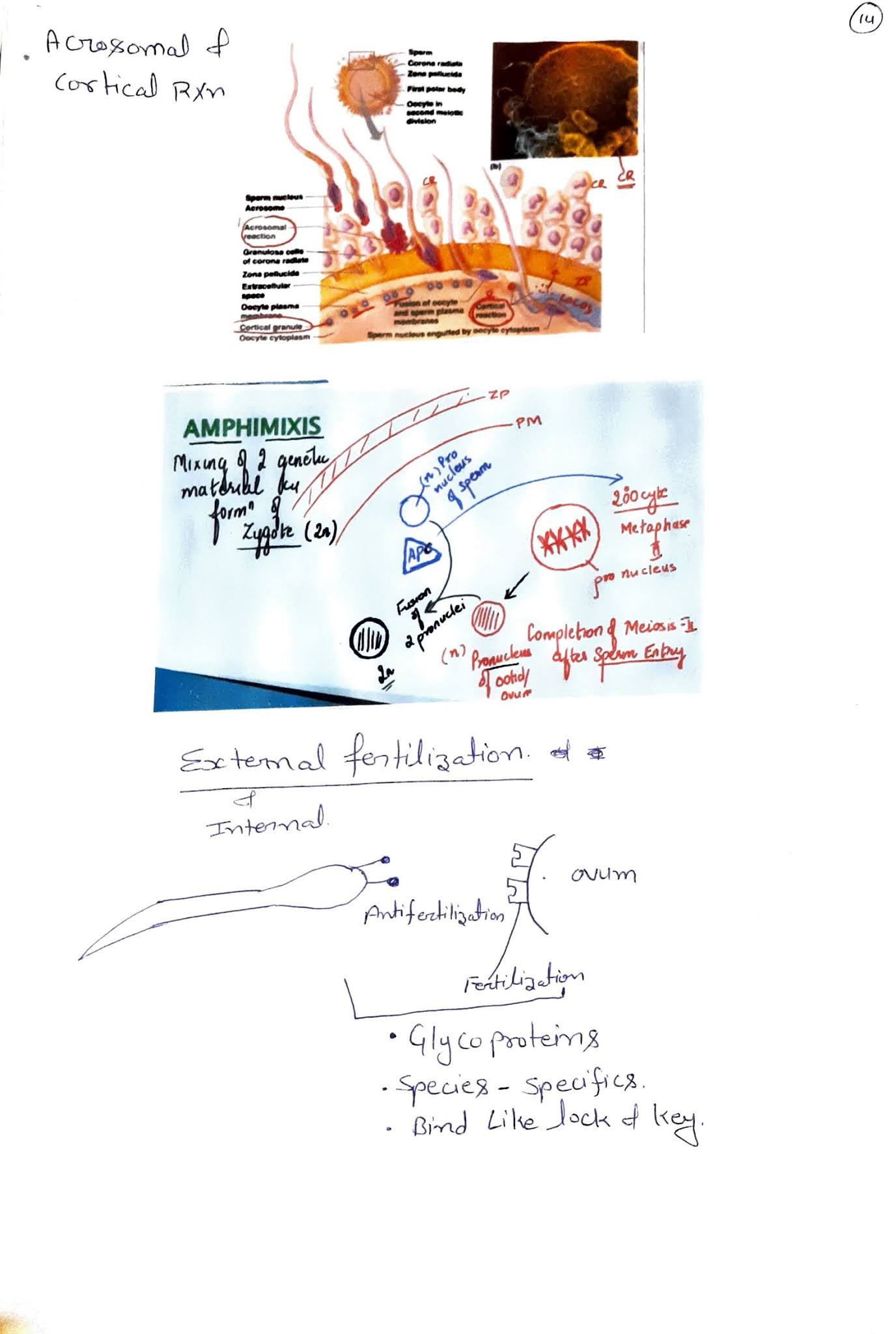 Human reproduction class 12 class notes - Studypur