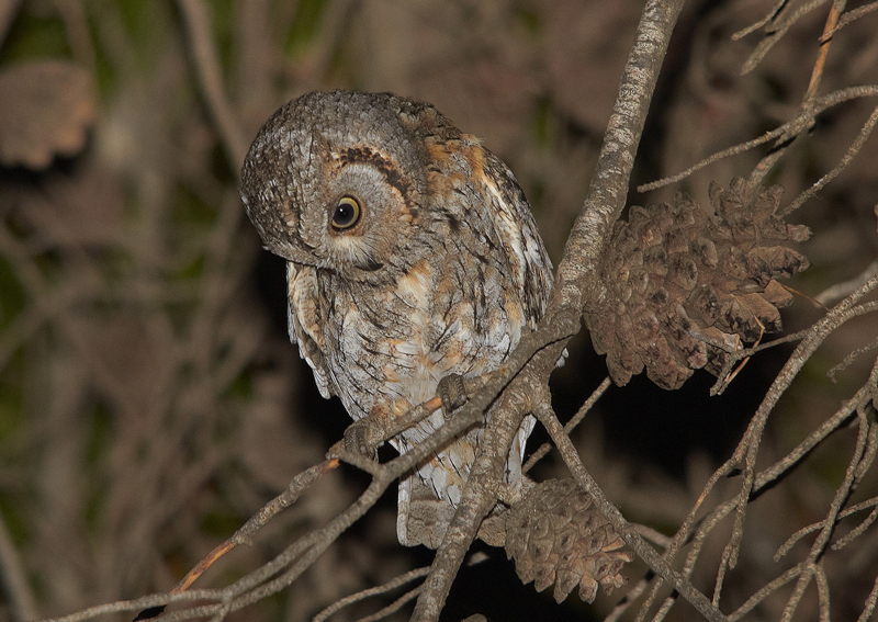 Otra imagen de Mallorca.: Autillo (Otus scops).