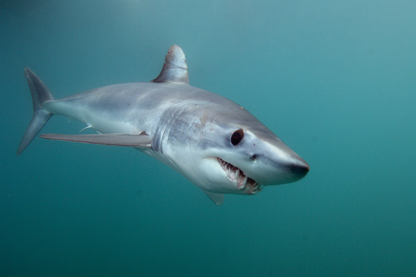 Shortfin Mako Shark