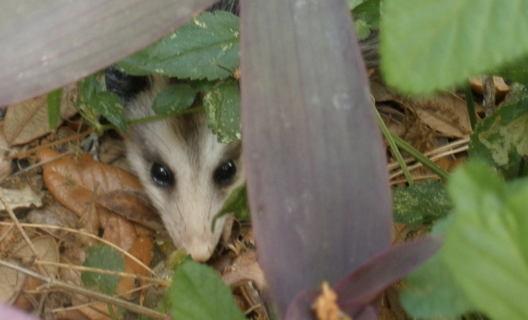 Tiny Tales: Traditional Stories in 100 Words: Opossum Captured: A ...