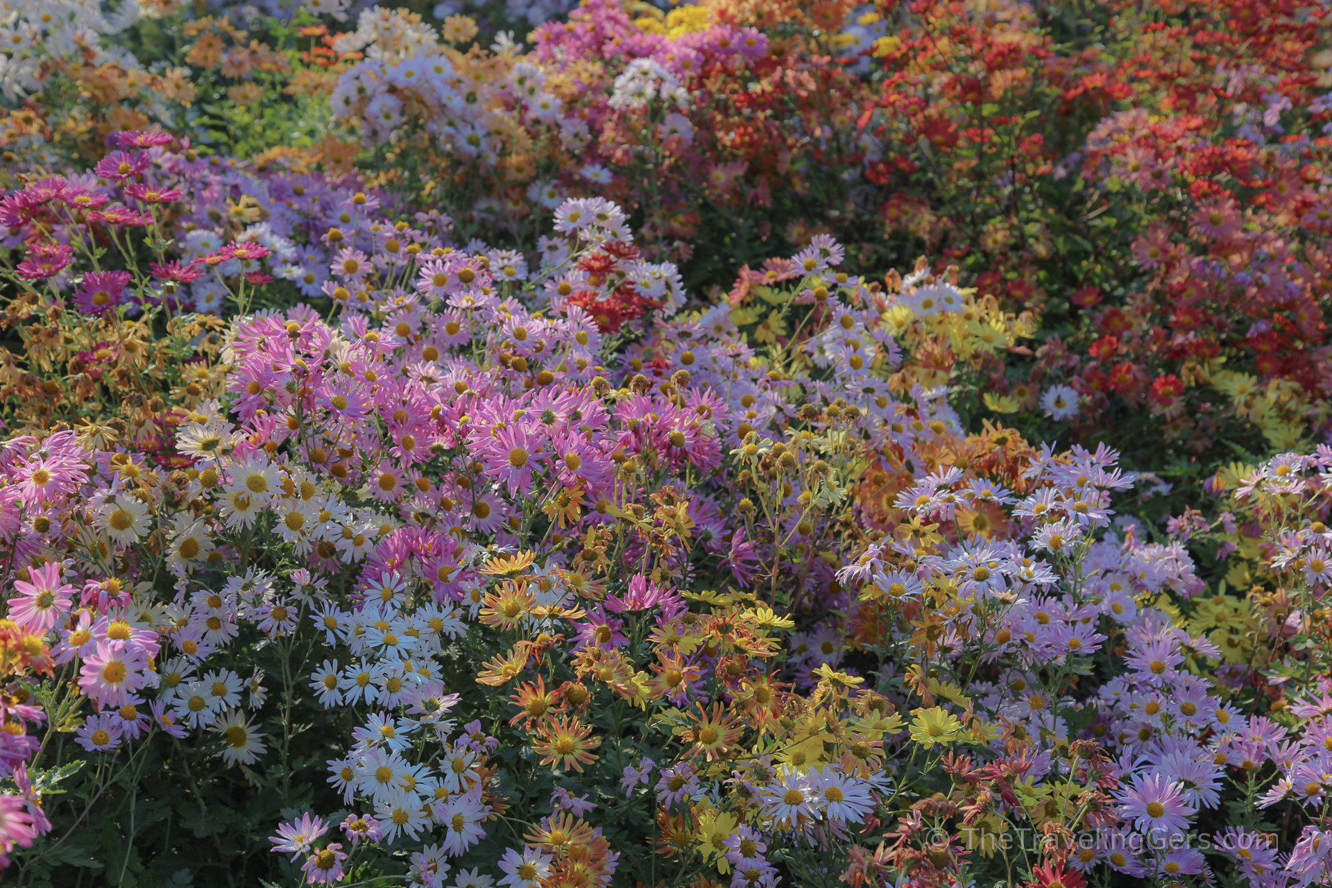 a pop of pink in the fall foliage