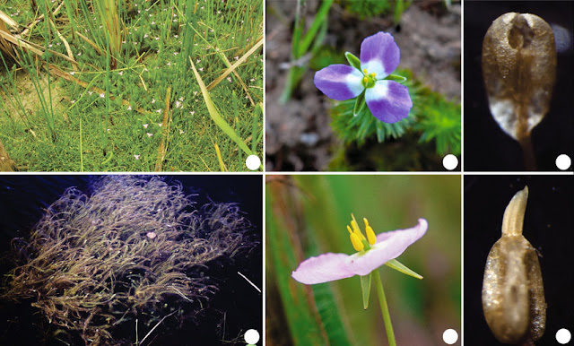 FLORA ILUSTRADA BRITTON DEL NORTE DE U.S.A.-CANADA: MAYACACEAE MAYACA ...