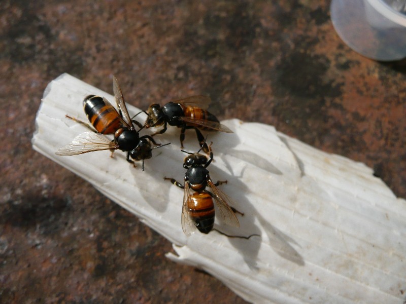 What's the buzz with ATTTA: Bee Paralysis: The Common Ground of 3 Honey ...