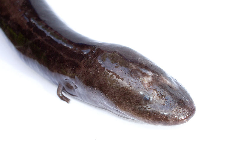 Real Monstrosities: Amphiuma