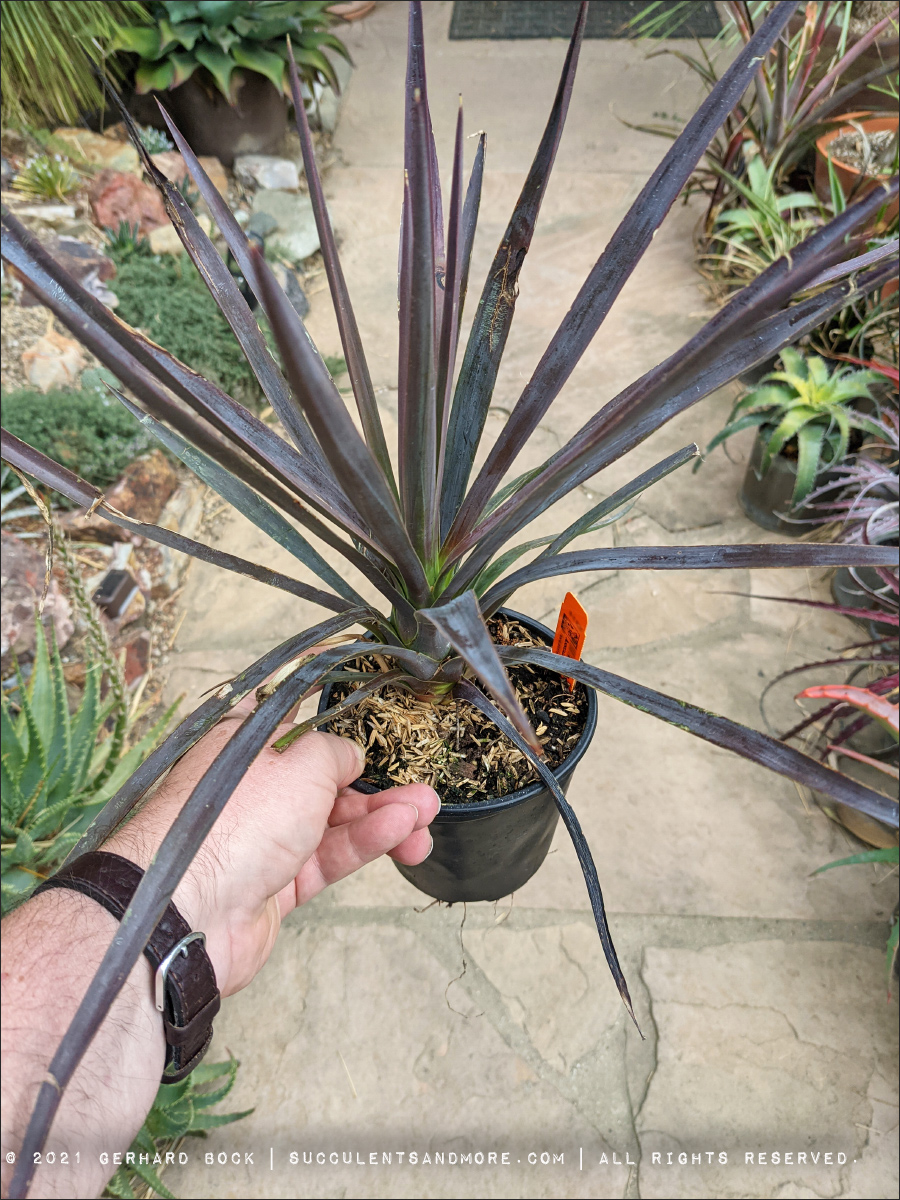 From 'Magenta Magic' to 'Bright Star': four garden-worthy yuccas