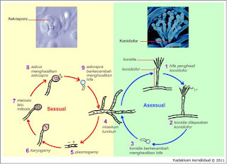 Oekoekpunya.blogspot.com: BTR 3: Mikro Fungi