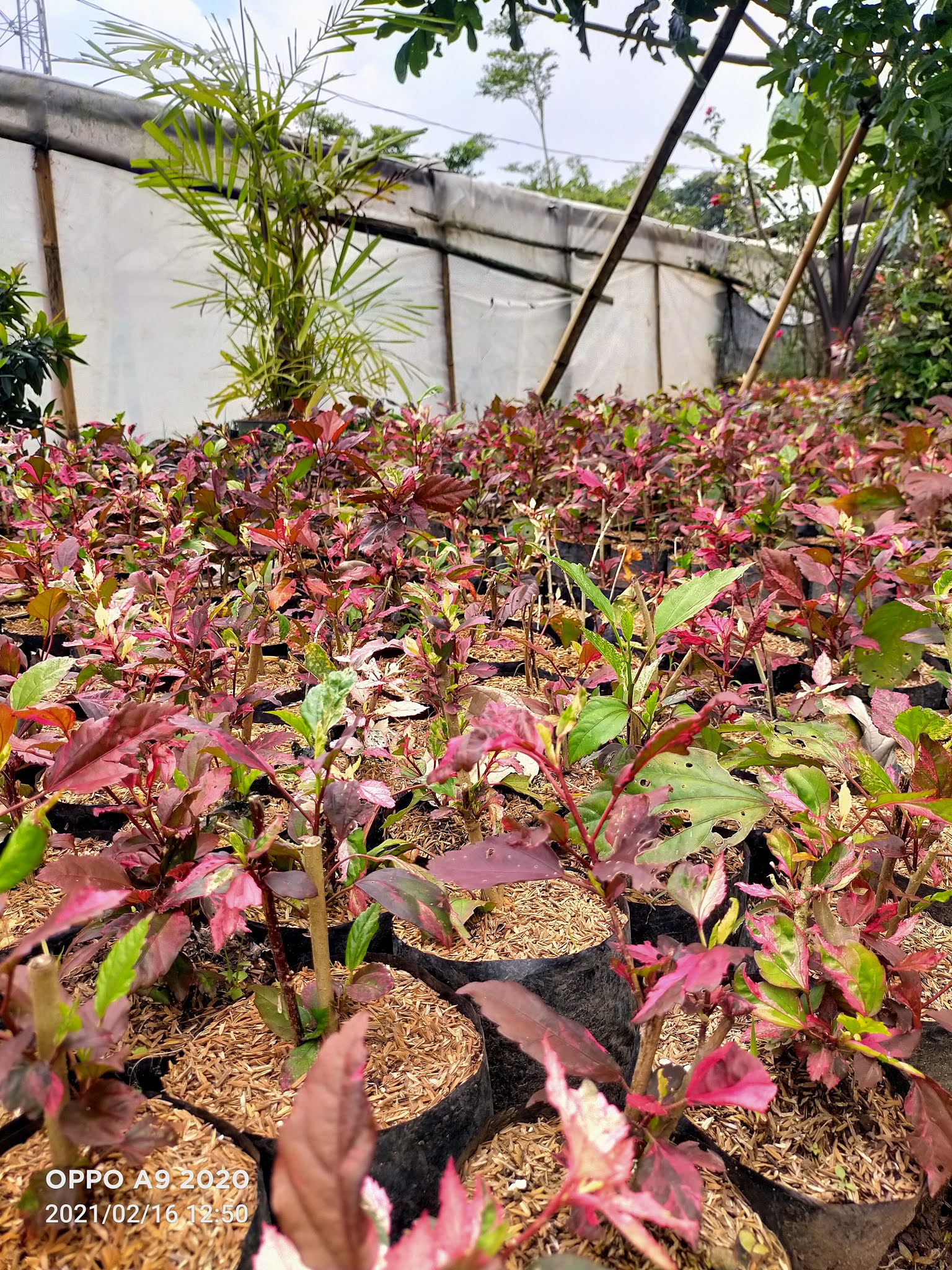 Bunga sepatu parigata Redy