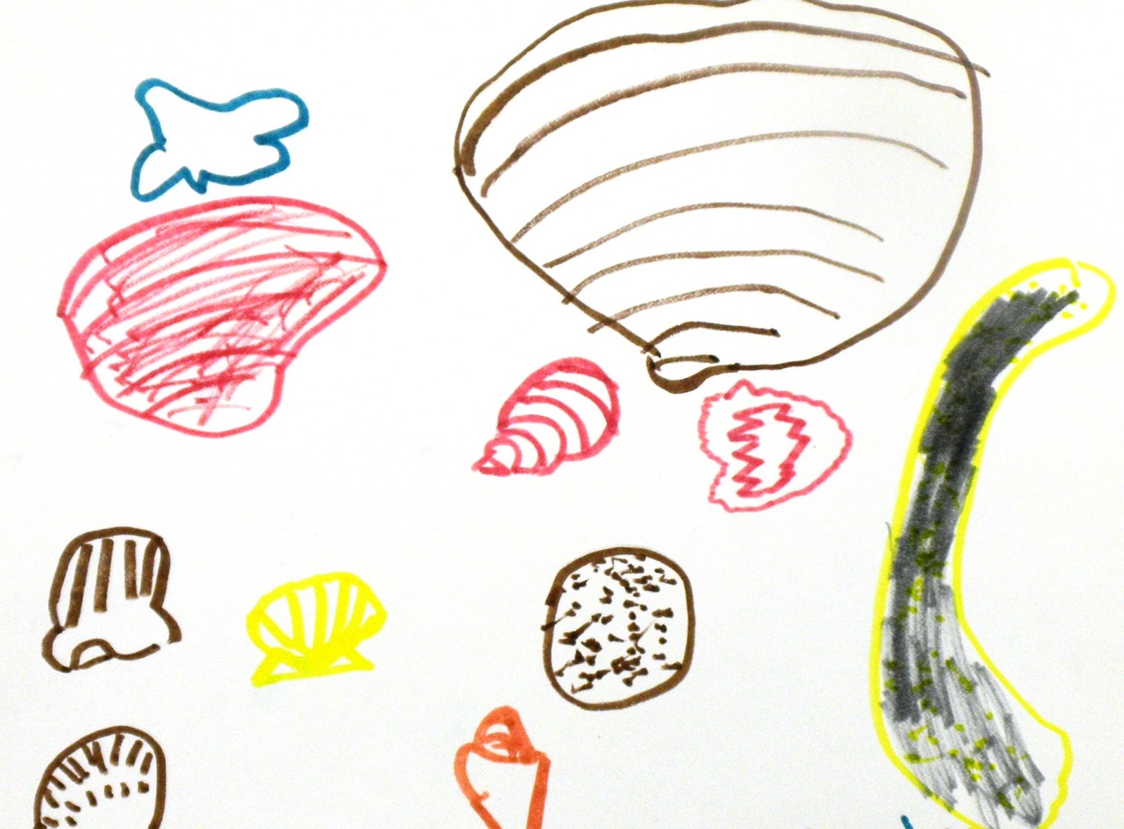 Student Teaching - Art Education : Learning about Sea Shells