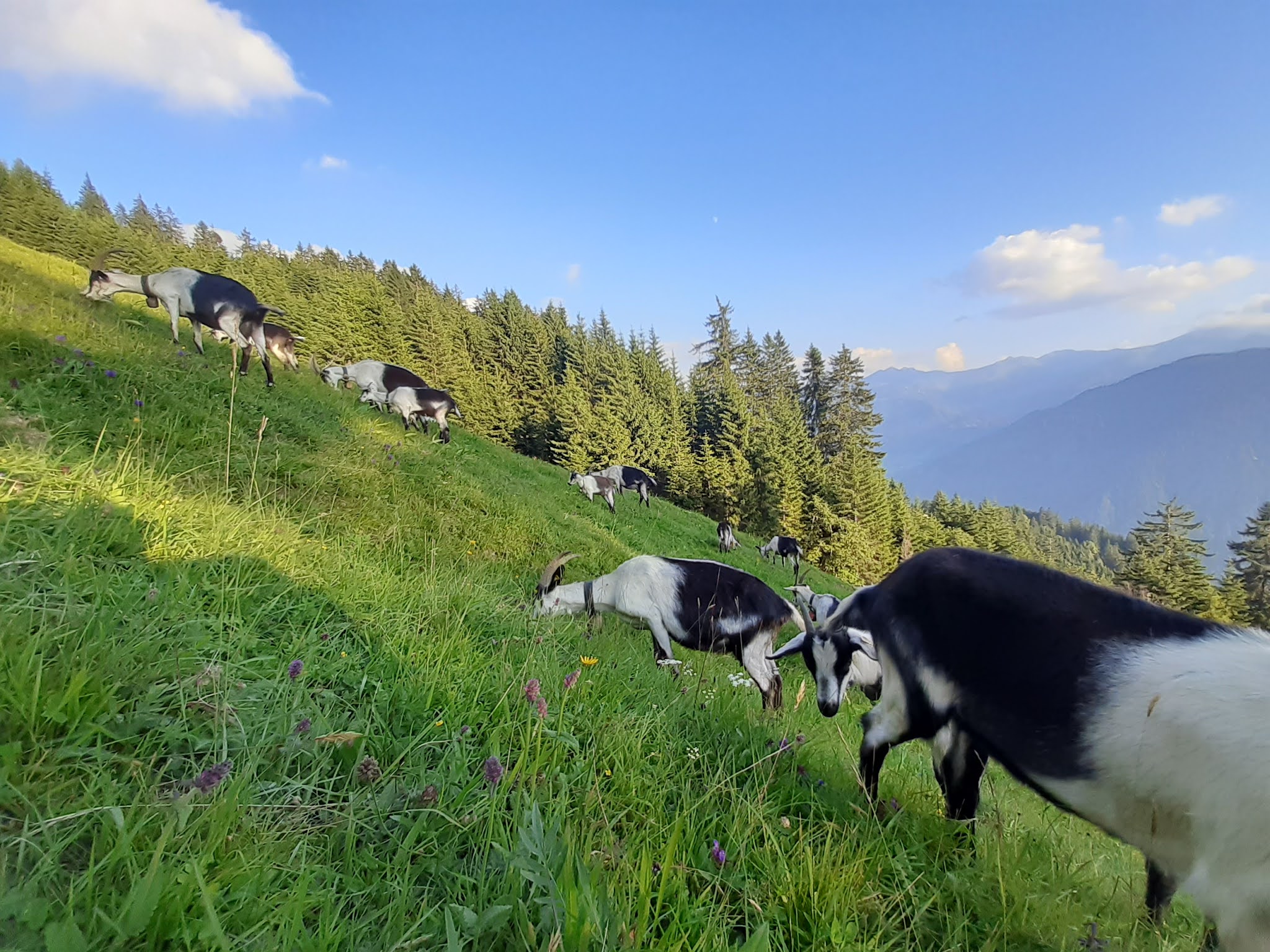 Pfauenziege GR: Galerie