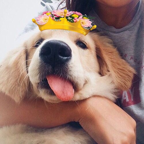 ANIMALS TIME : Dog edited time (hora del perro editado) Gallery 7