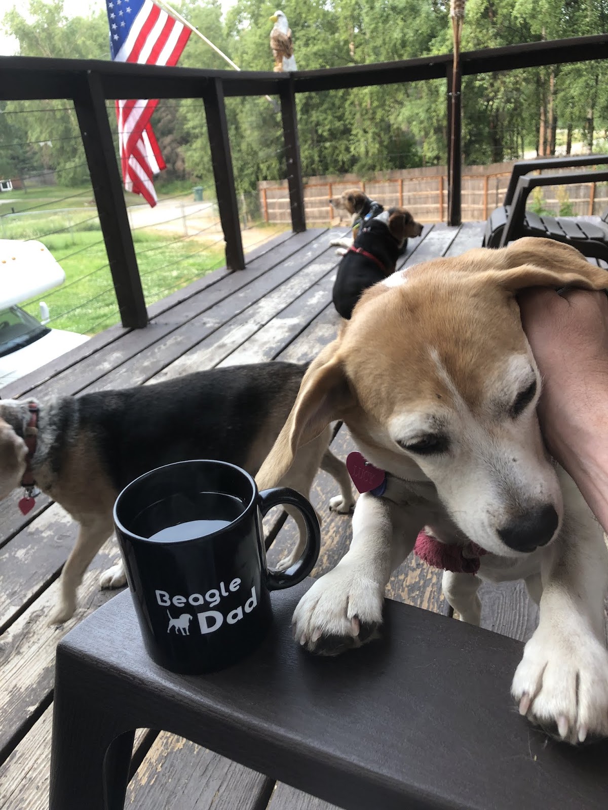 The state of the beagle