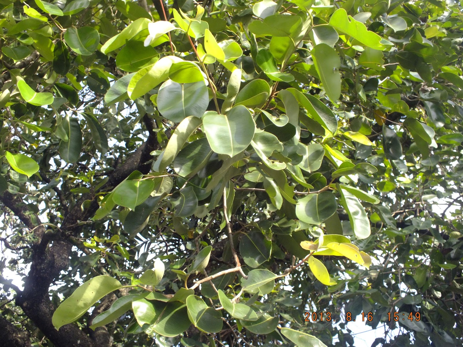 Photography with Dr. Ernie.: lomboy flowers, Syzygium_cumini