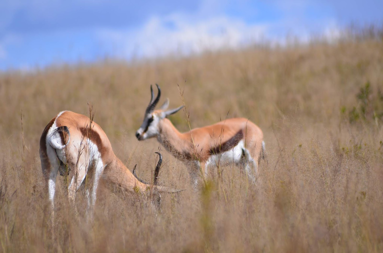 The Life's Way: National Animal of #SouthAfrica Springbok ...
