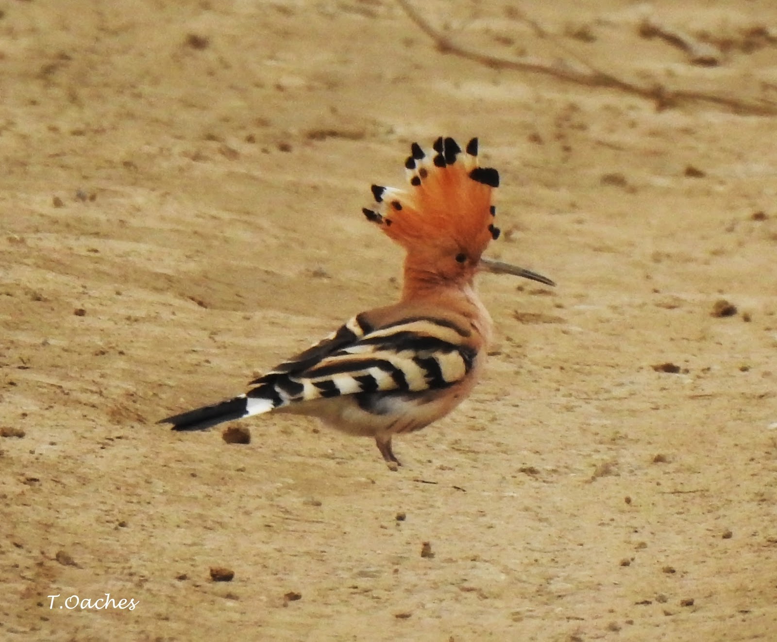 PASARI DIN ROMANIA: PUPAZA, Upupa epops