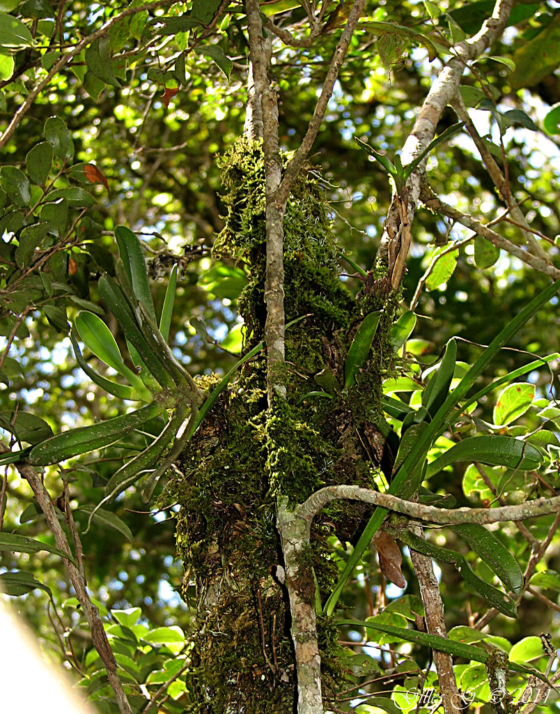 Angraecum compactum orchid plant care and culture | Travaldo's blog