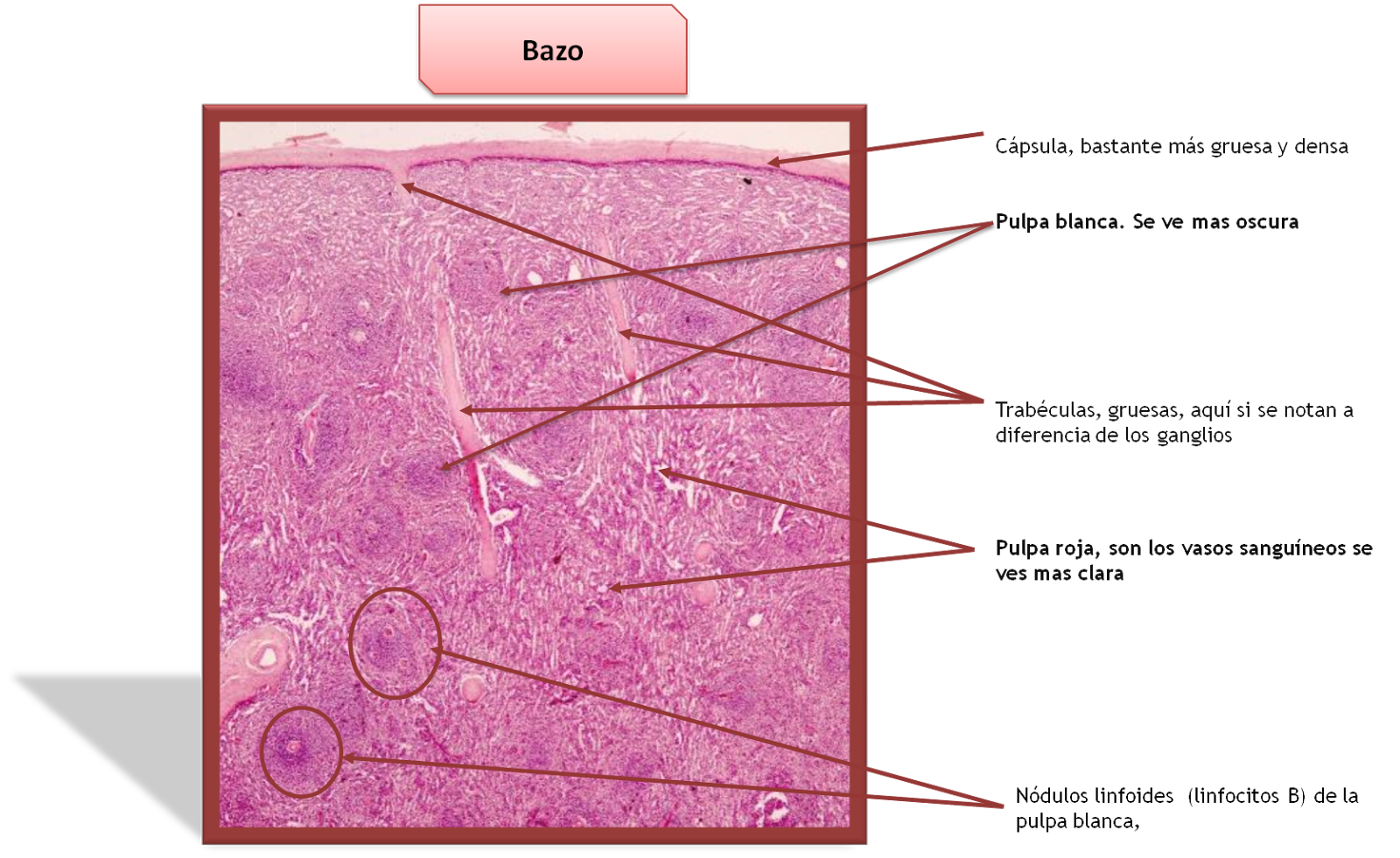Album de Histologia : Tejido Linfoide