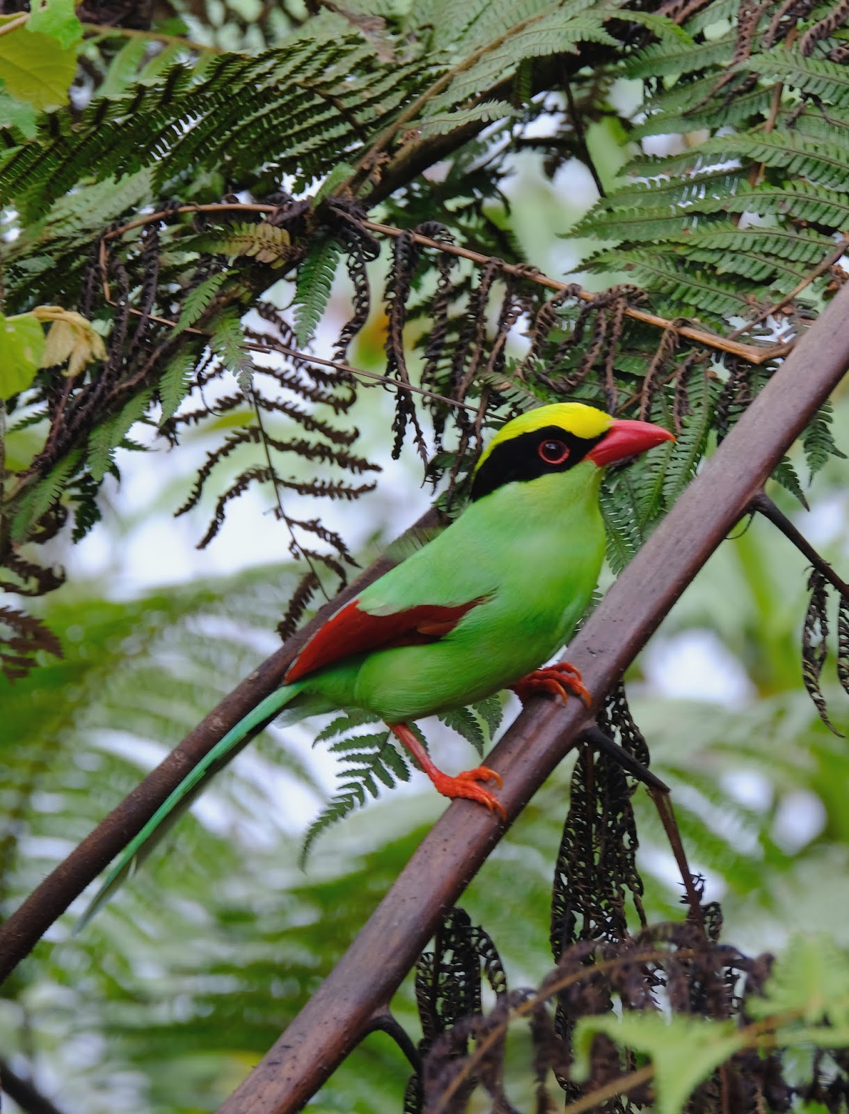 Mike is the name Birding is the game ( Birding in Malaysia - Malaysian ...