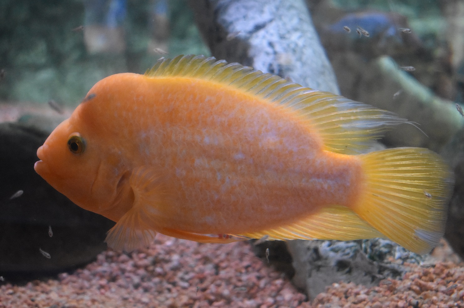 ZOOTOGRAFIANDO (6.100 ANIMALS): CÍCLIDO MIDAS / MIDAS CICHLID ...
