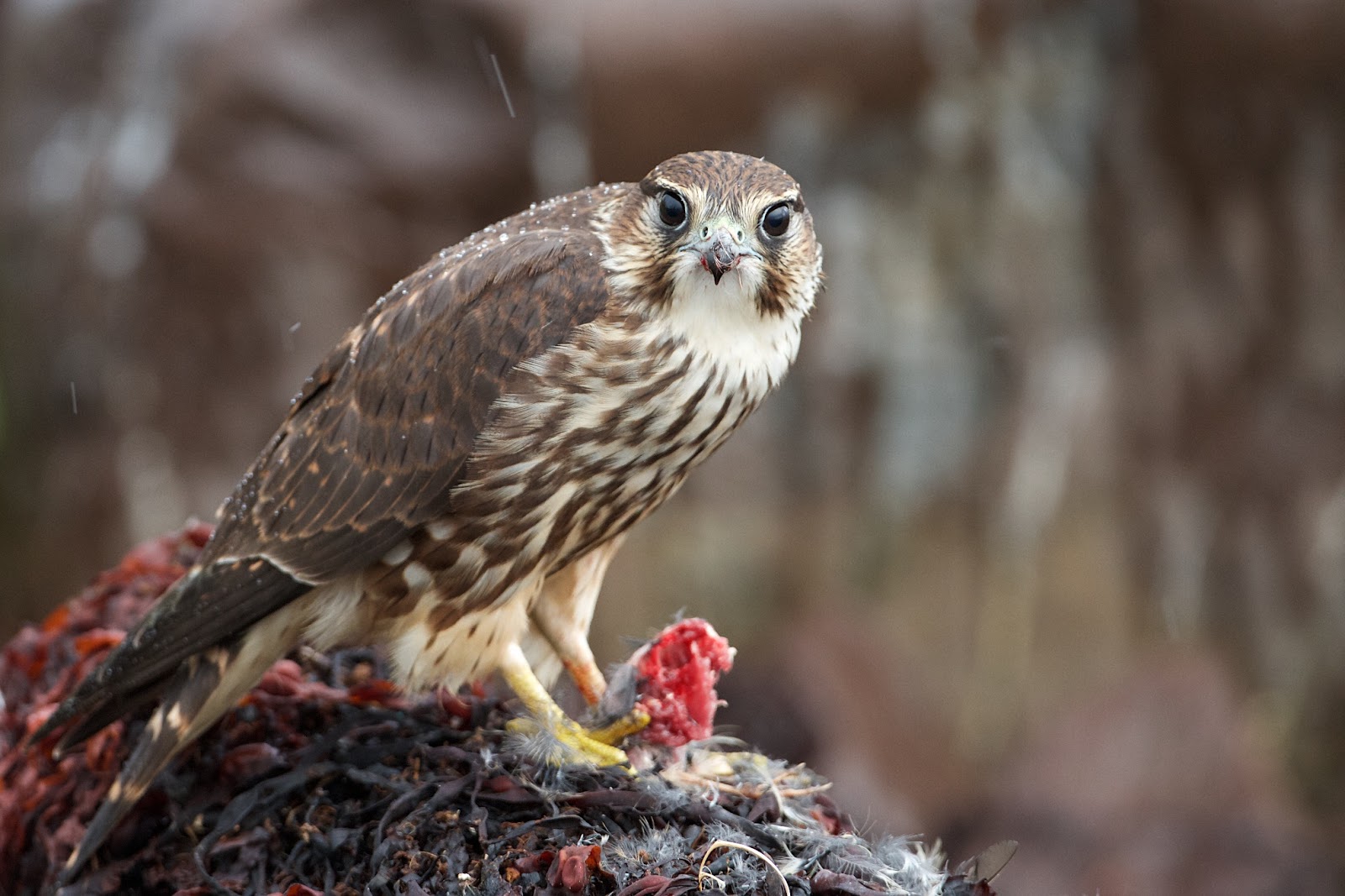 Charlie Sargent's bird ringing: Merlin's magic strikes again, 451 birds