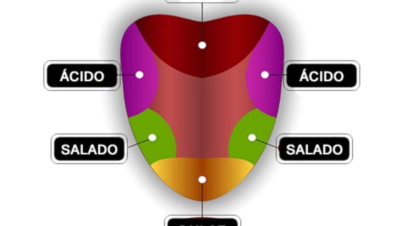 ACTIVIDAD 14_VÍAS SENSORIALES