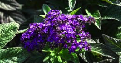 A Virginia Woolf Herbarium: #18 Cherry Pie/ Heliotrope