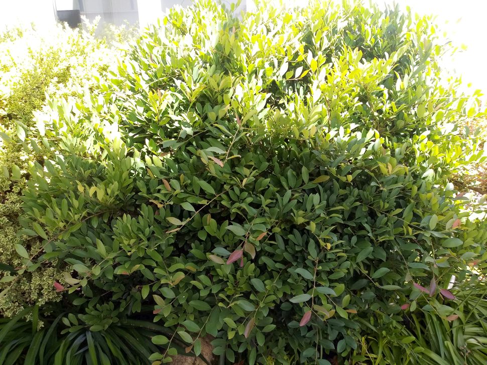 Future Plants by Randy Stewart: Isu Tree