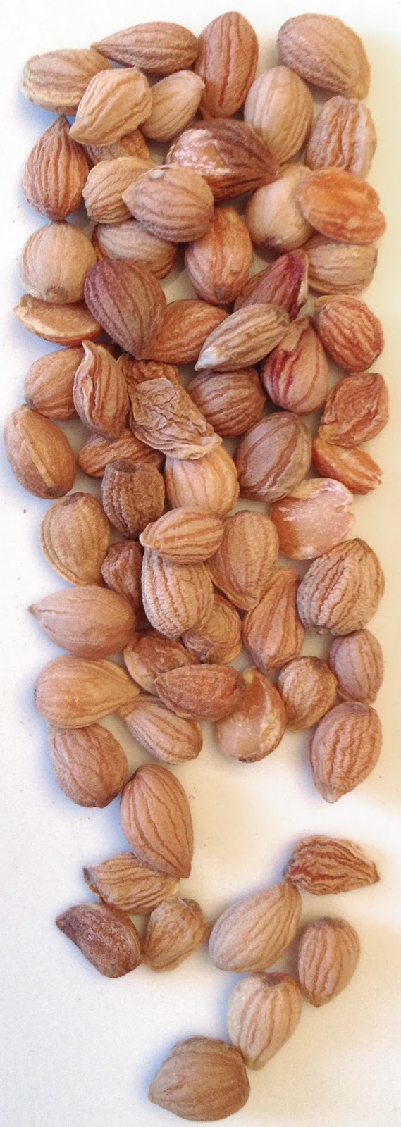 A Harmony of Flavors: September 2019