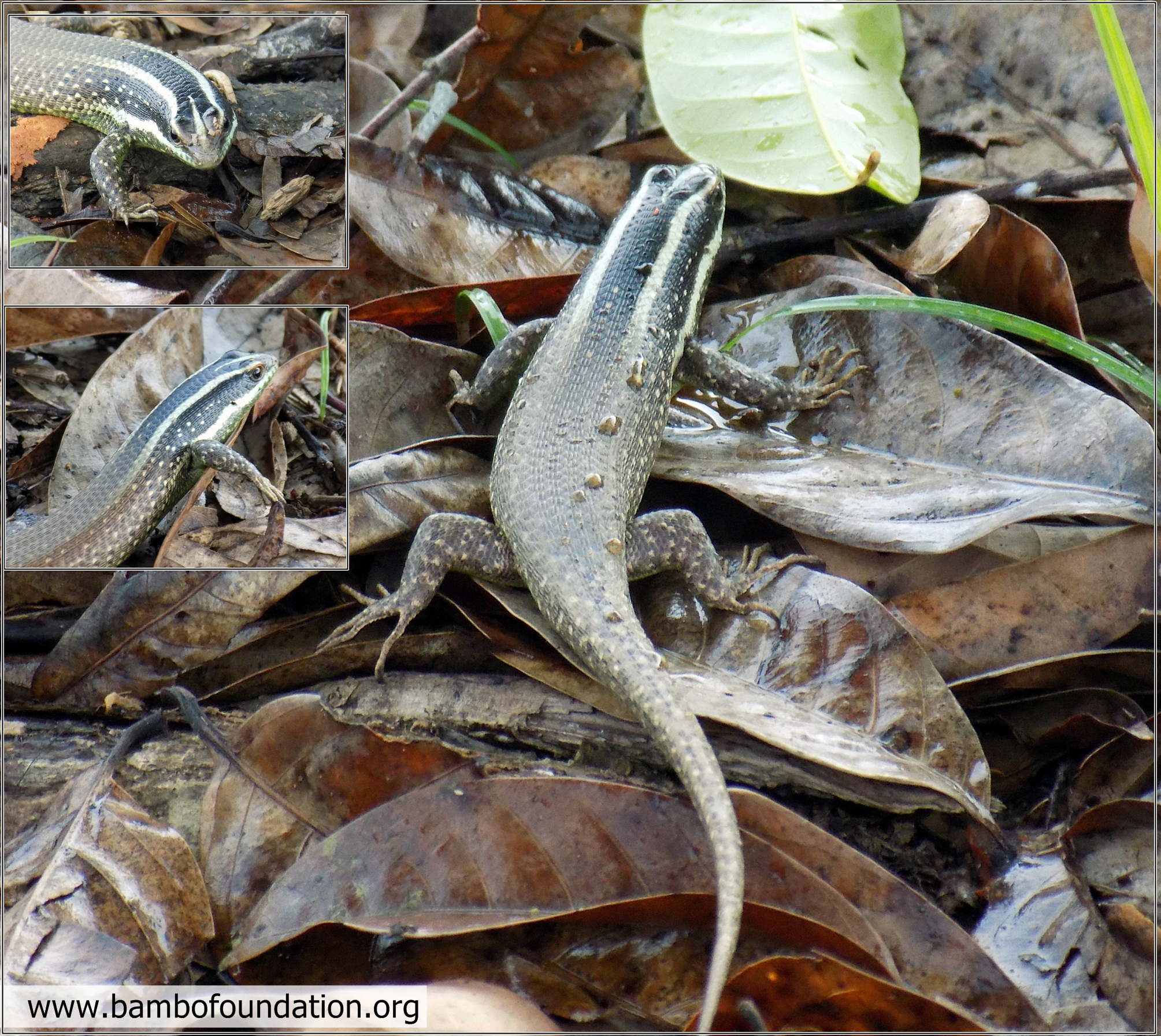 Mengenal Kadal Pohon Reptil Endemik Kalimantan ~ Bambo Foundation