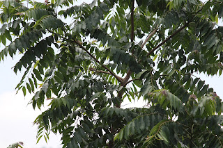 Trees photo of uttrakhand - euttra.com