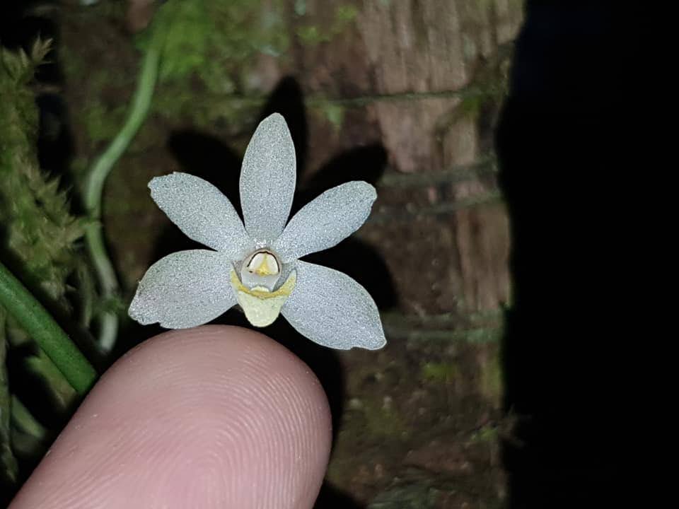 Thrixspermum filiforme