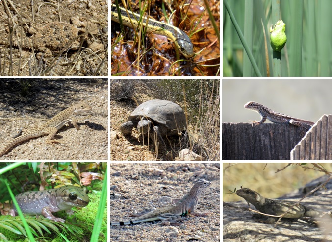 What Makes California California: Biodiversity