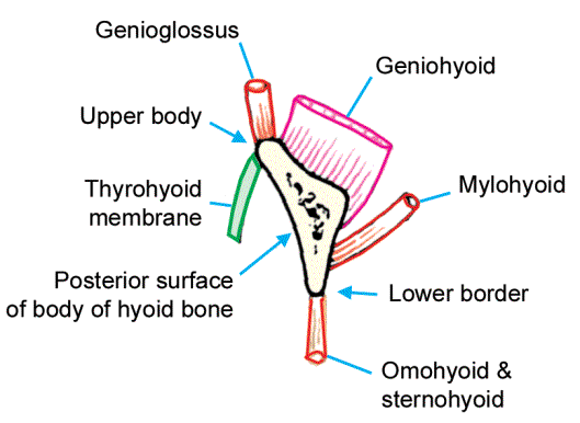 All In Nursing 4 Nursing Students..!!: The Hyoid Bone