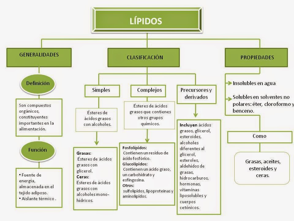 ESTRUCTURA Y FUNCIÓN DE LAS PRINCIPALES BIOMOLÉCULAS ORGÁNICAS: Lípidos ...