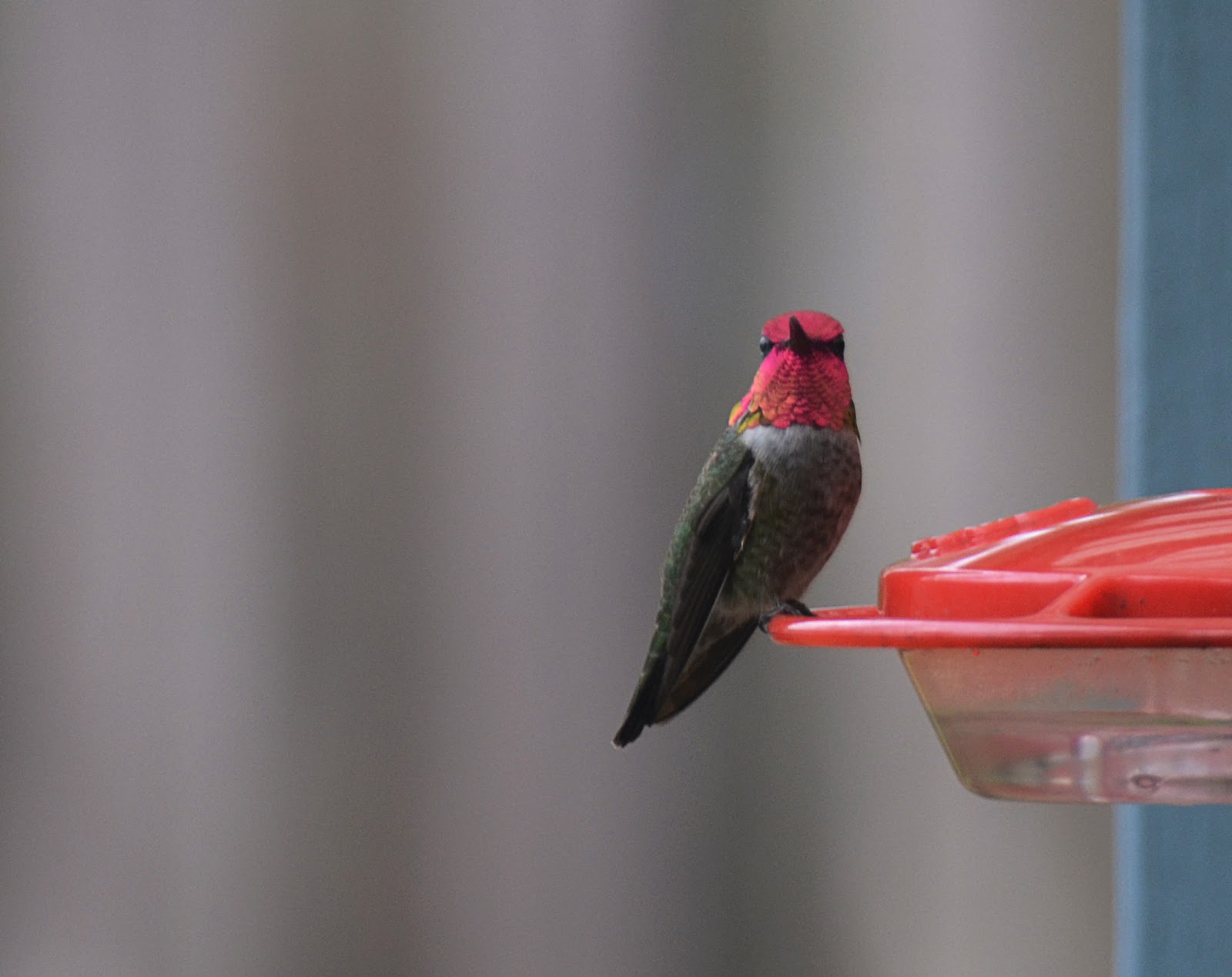 Oregon Backyard Birds, etc.: Neon Pink Head: a Male Anna's Hummingbird